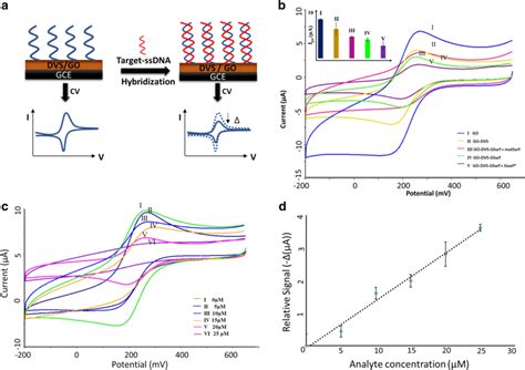 Cv To Detect Complementary Dna A Illustration Of Hybridization Of