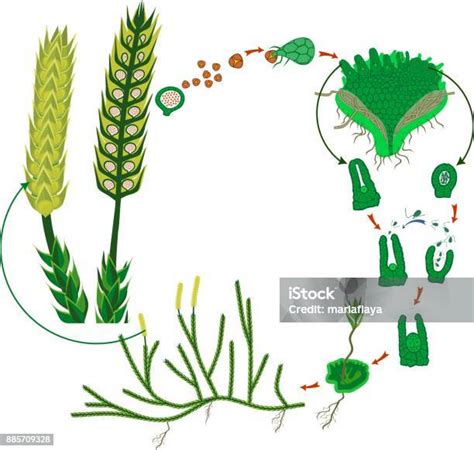 Siklus Hidup Clubmoss Diagram Siklus Hidup Lycopodium Ilustrasi Stok