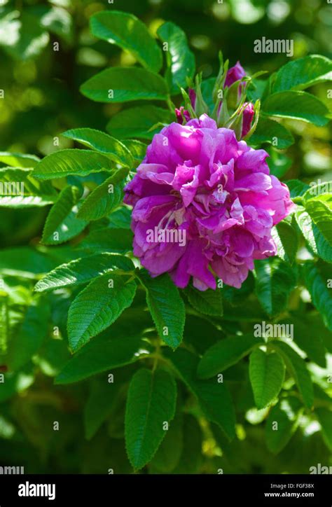 Rose, Rosa , HANSA Stock Photo - Alamy