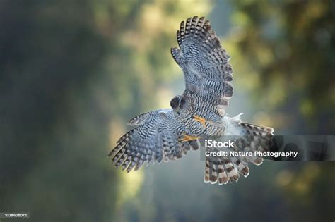 갈색 참 매 깊은 숲에 Accipiter Fasciatus 아름 다운 새의 먹이 자연 환경에서의 닫습니다 그것의 서식 지를 비행
