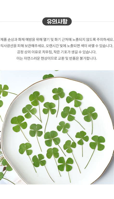 진짜 네잎클로버 행운의 생화 코팅 카드 책갈피 부적 합격 시험 코팅 Flc 감사카드 선물 투명 선물하기 Oco 브랜드 편집샵 오씨오