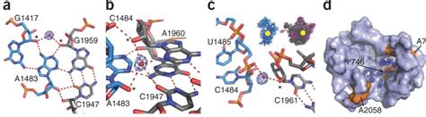 3 Escherichia Coli Ribosome Noeske 2015 Download Scientific Diagram