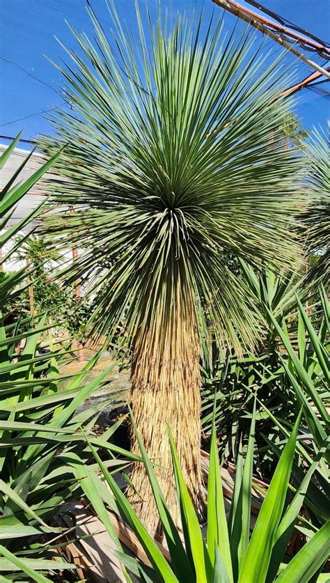Yucca Linearifolia Linear Leaf Yucca Plantmaster