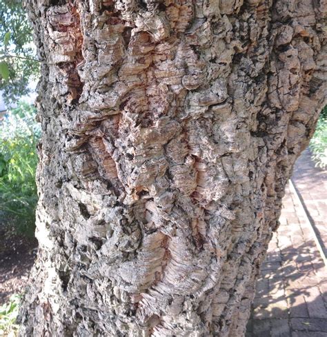 Bark Tree Guide Uk Tree Identification By Type Of Bark