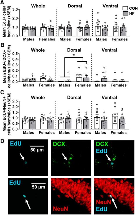 High Fat Diet Induced Obesity Causes Sex Specific Deficits In Adult