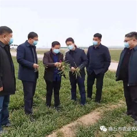 宁陵县领导调研春季麦田管理工作张亚光农业小麦