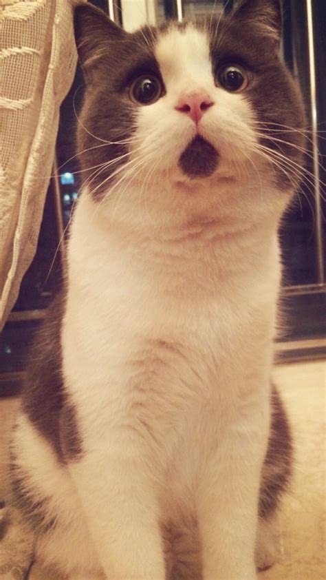 猫咪 堆糖，美图壁纸兴趣社区