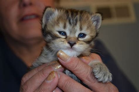 2week Old Pixiebob Kitten Pixiebobs Are Bred To Resemble The North American Bobcat Without Any