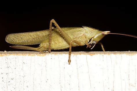 Conehead Pyrgocorypha Uncinata Bugguide
