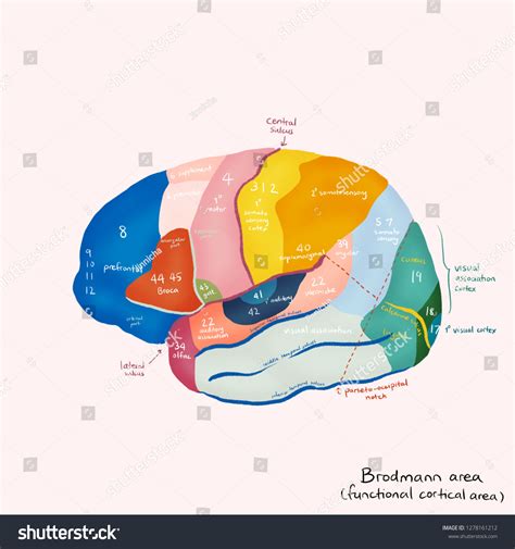Illustration Brodmann Functional Cortical Area Labeled ภาพประกอบสต็อก 1278161212 Shutterstock