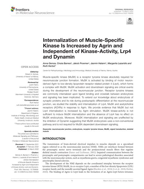 Pdf Internalization Of Muscle Specific Kinase Is Increased By Agrin