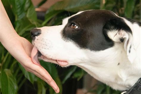 Why Do Dogs Lick Each Others Tongues