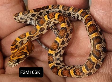 Sunkissed Abbott Okeetee Corn Snake By Calhoun Reptiles Llc Morphmarket