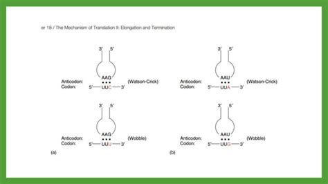 Wobble Hypothesis Pptx