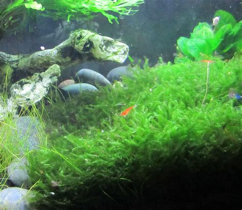 Java Moss Taxiphyllum Barbieri Freshwater Aquariums