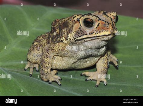 Common Indian Toad Bufo Melanostictus Duttaphrynus Melanostictus On A