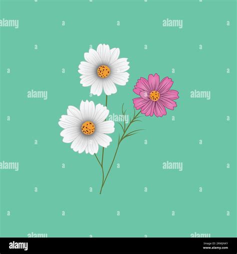 Types Of Flower Vector Outline On A White Background Stock Vector Image
