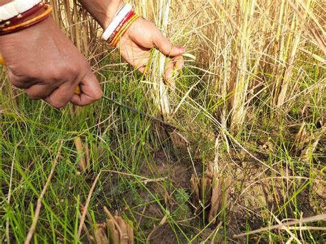 Indian Women Cutting Rice Plants With A Sickle Stock Photo Image Of