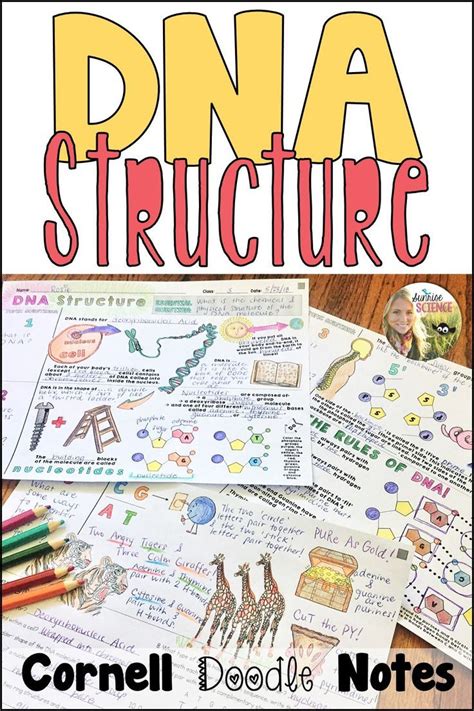 Dna Structure Doodle Notes Middle School Science Cornell Notes