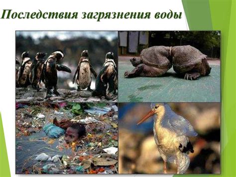 Экологические проблемы Последствия загрязнения окружающей среды