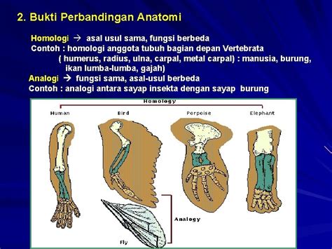 Detail Contoh Homologi Dan Analogi Koleksi Nomer 47 Detail Contoh Homologi Dan Analogi Koleksi Nomer 47