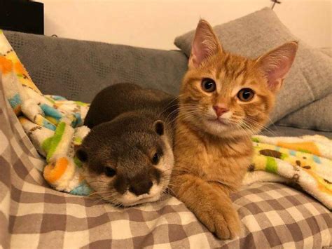 Lumity As An Otter And A Cat Is So Adorable By Ramonle On Deviantart