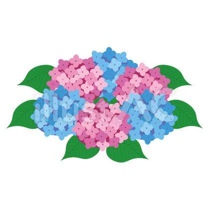 紫陽花のイメージイラスト No 799770無料イラスト フリー素材ならイラストAC