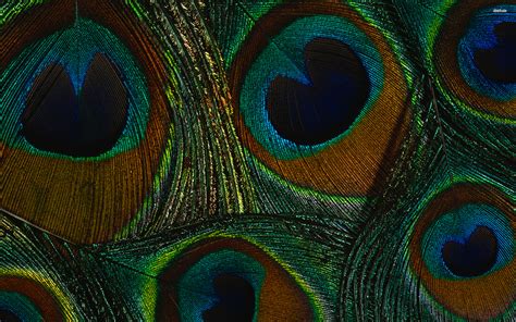 Peacock Feather Peacocks Wallpaper 38848245 Fanpop