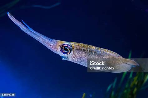 흰오징어 오징어에 대한 스톡 사진 및 기타 이미지 오징어 바다 수중 Istock