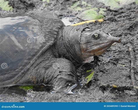 Turtle Shell Underneath