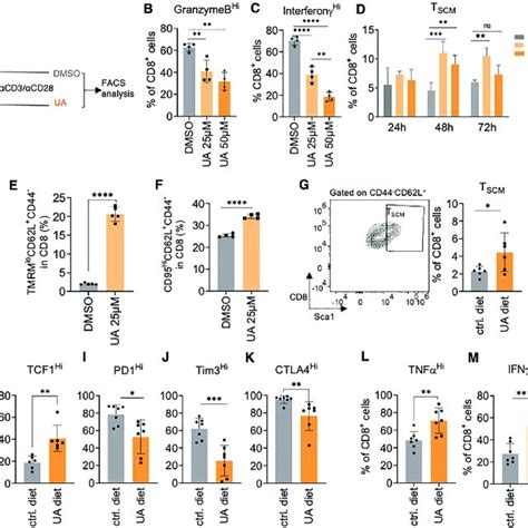 Ua Promotes T Scm Cell Expansion A Scheme Of Cd3 T Cell Activation