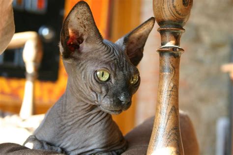 Gatos Sphynx
