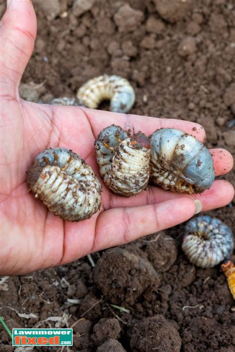 Grubs In The Lawn How To Identify And Kill Grubs Lawnmowerfixed