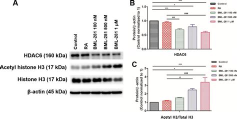 Hdac6 Inhibition And H3 Acetylation By Bml 281 A The Protein