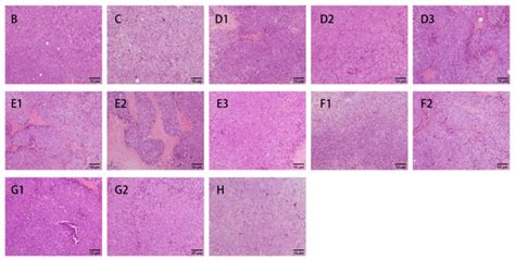 Effects Of Cmp Htcmp Htec 24 And Htec 48 On The Morphology Of The Download Scientific Diagram