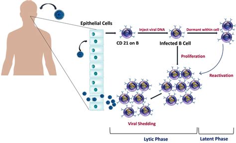 Epsteinbarr Virus Ebv Life Cycle In Healthy Carriers The Infection