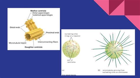 Microtubules Plant Cell Diagram