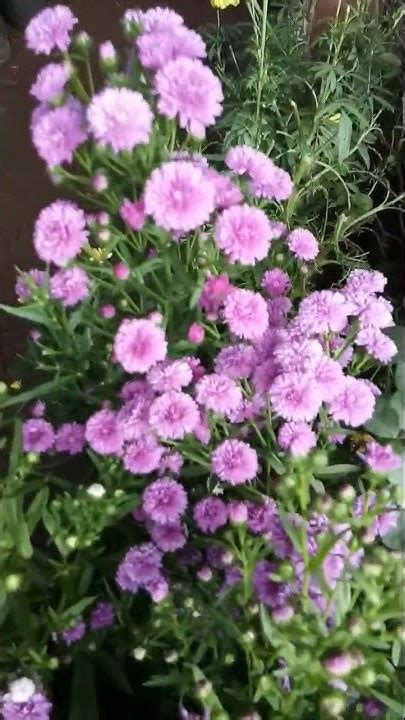 Purple Peacock Corn Flower Naturelovebyprashantgv Youtube