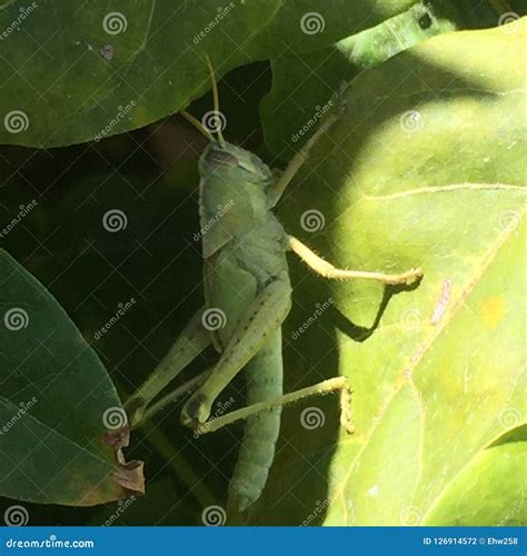 Grasshopper στοκ εικόνες. εικόνα από bugatti - 126914572