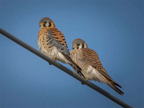 Female American Kestrels Male Vs Female Identification Birdfact