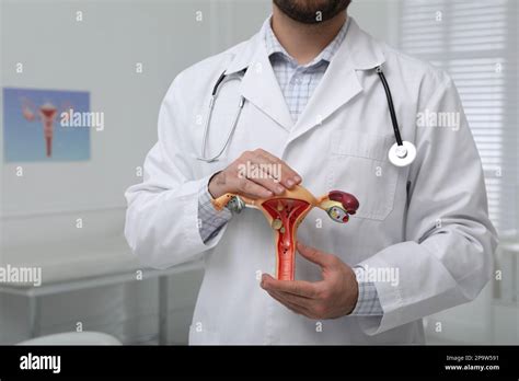 Gynecologist Demonstrating Model Of Female Reproductive System In