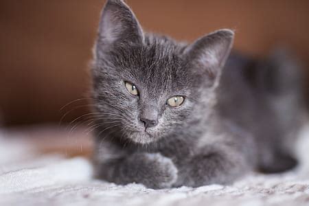 Royalty Free Photo Tilt Shift Lens Photography Of Gray Cat Pickpik