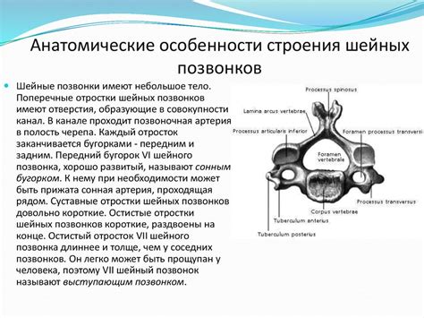 Изучение особенности строения шейных грудных поясничных крестцовых