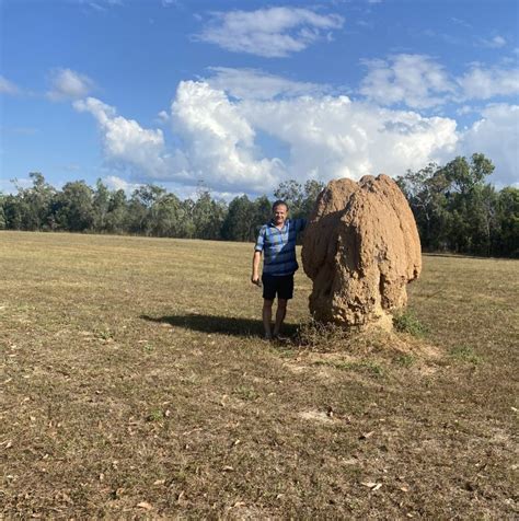 Termite Control Treatment Inspection Sydney Northern Beaches Western