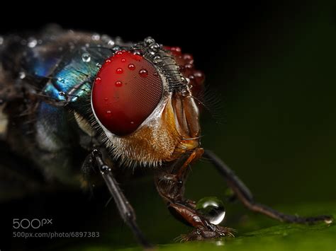 22 Insects Too Crafty To Be Caught By The Naked Eye 500px