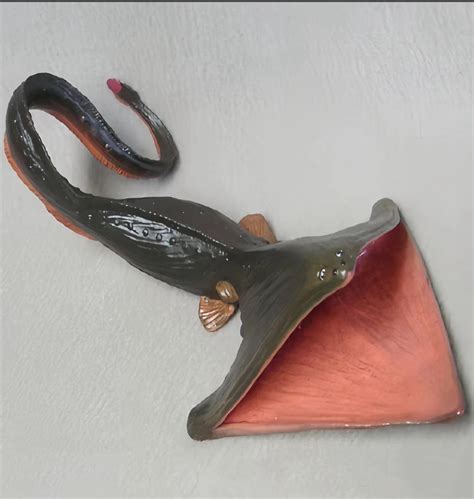 Pelican Eel Umbrellamouth Marvel Of The Deep