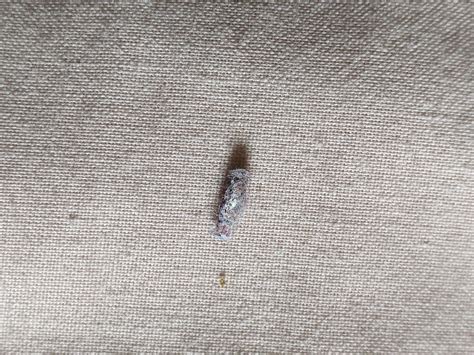 What Is This Insect Pretending To Be Lint R Whatsthisbug