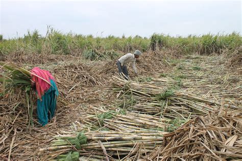 Haryana Sugarcane Farmers Start Indefinite Protest Outside Mills Over