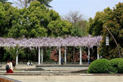 不能错过的紫藤季到杭州花圃打卡吧