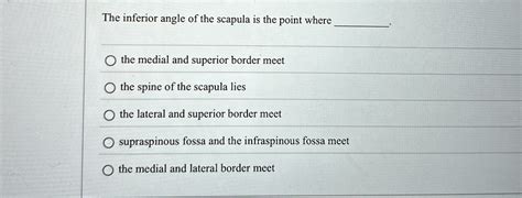 The Inferior Angle Of The Scapula Is The Point Where The Medial And Superior Border Meet The